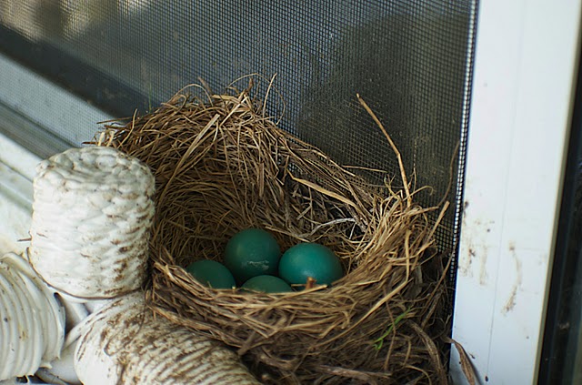 Robbins' Classroom Window Sill