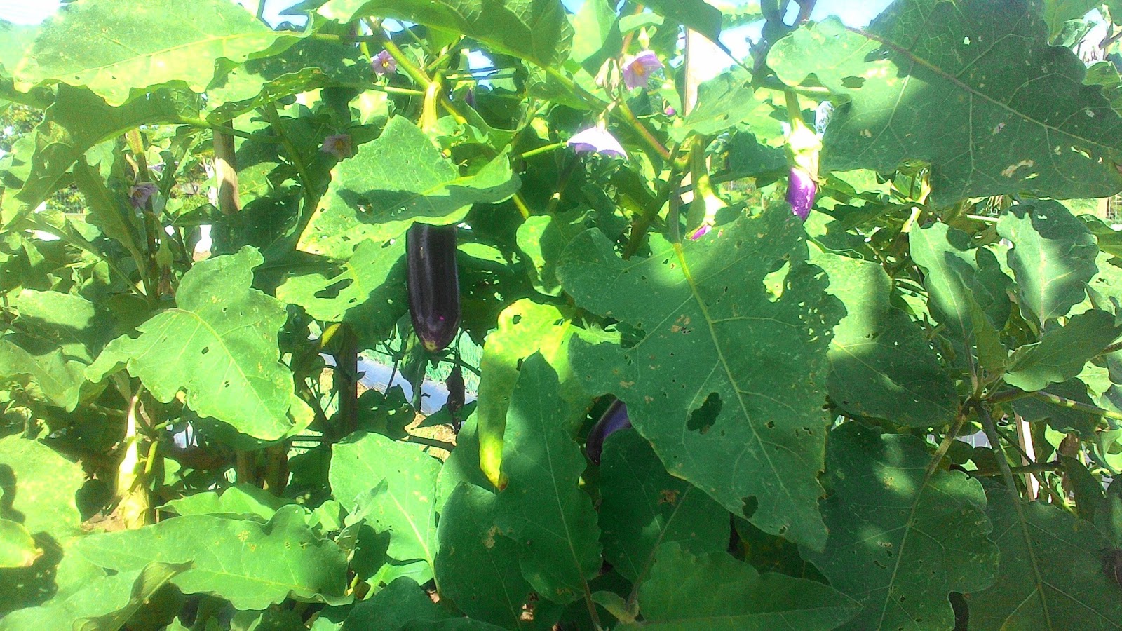 cara pengendalian hama pada tanaman terong | pengendalian hama terpadu