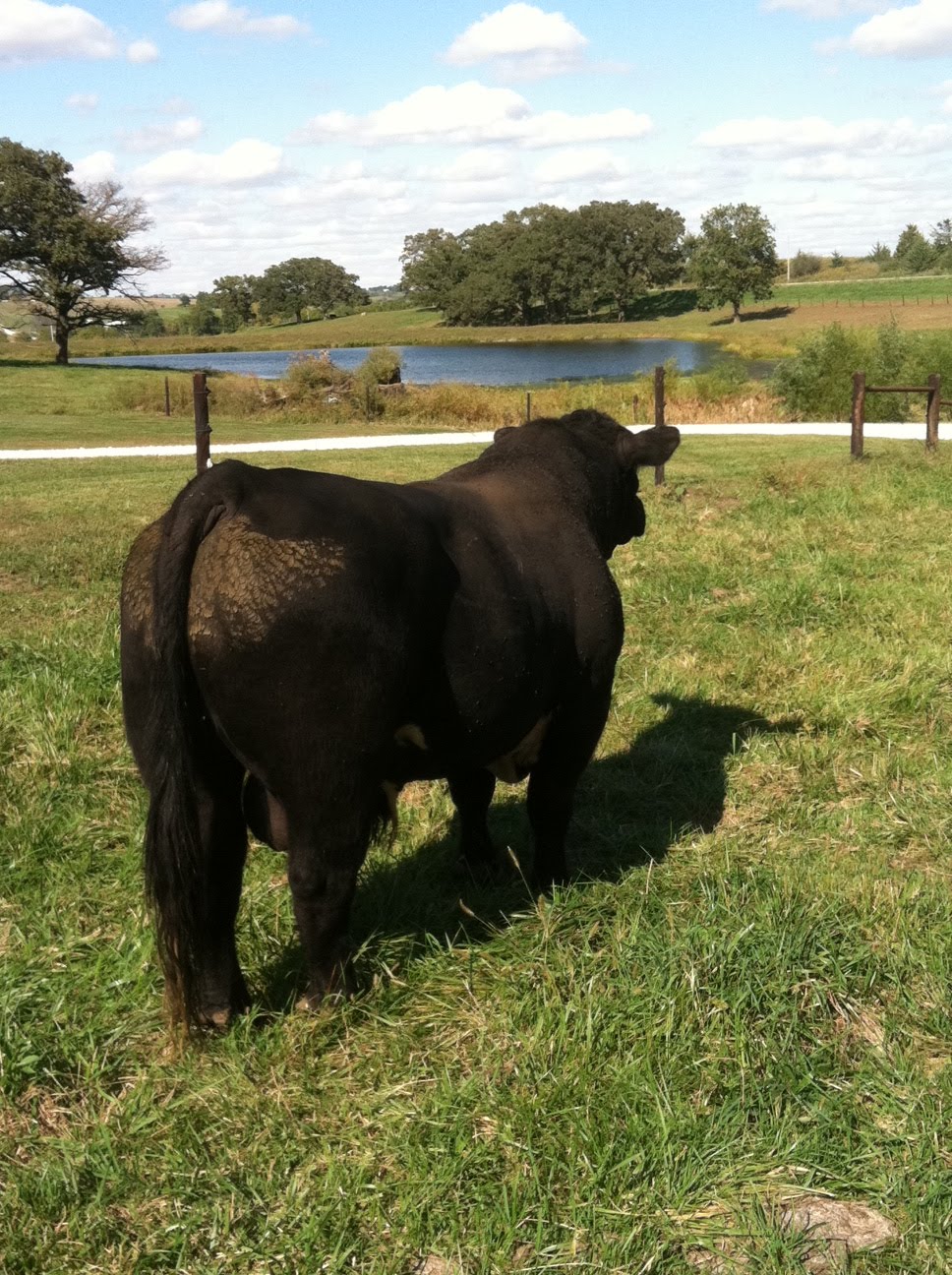 DIAMOND G CATTLE CO.: Eye Candy