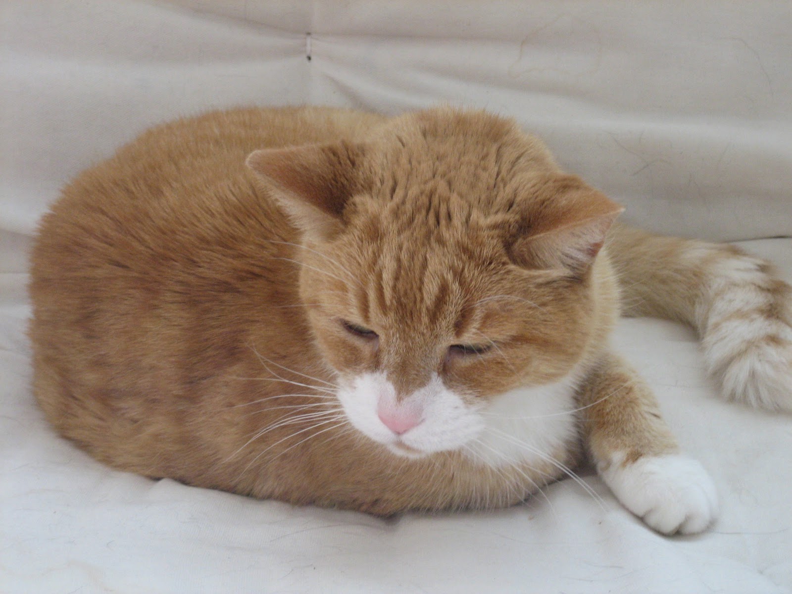 The Imperfectionist: Pippet, the High Maintenance Dog