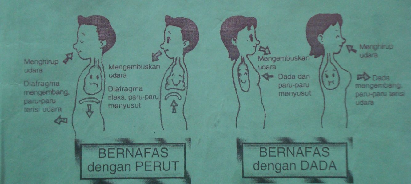 2 Macam Proses Bernafas yang Perlu Diketahui ~ Ruana Sagita