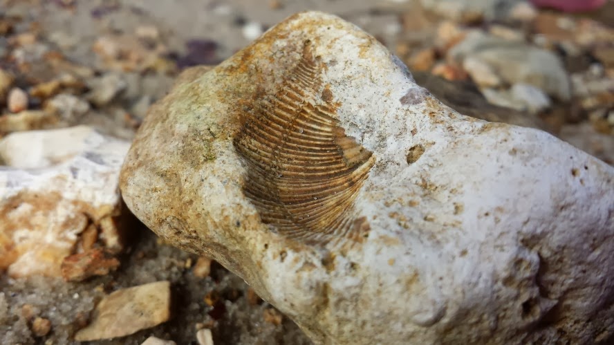 Divinebunbun's Rugged Rural Missouri: Fossicking a Brachiopod