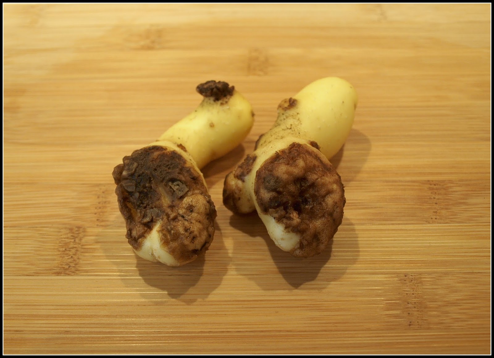 Mark's Veg Plot: Potatoes. Not all good-looking ones!