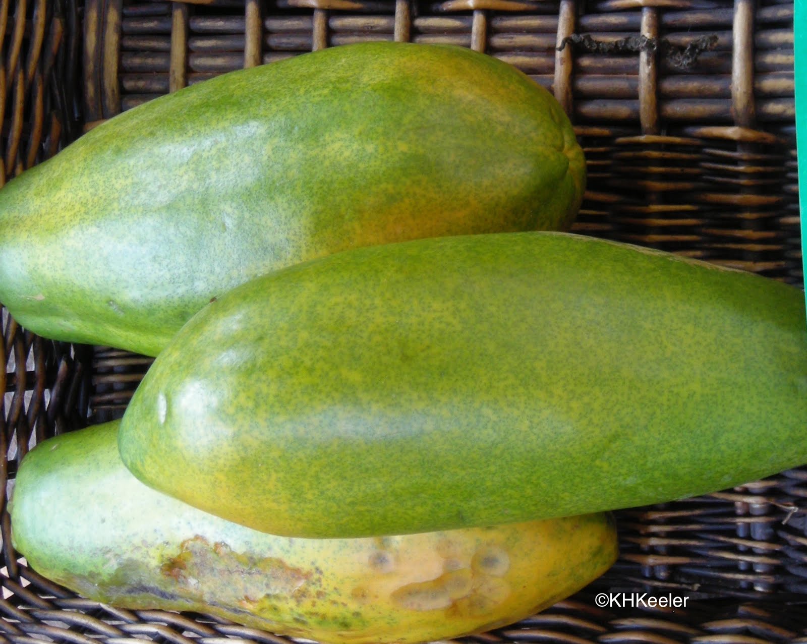 A Wandering Botanist: Plant Story--Papaya, Tropical American Fruit