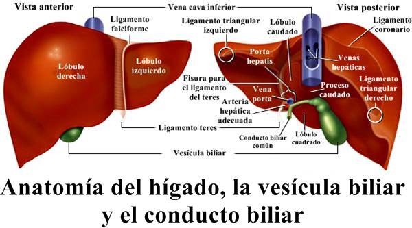 EL HÍGADO UN ÓRGANO IMPORTANTE