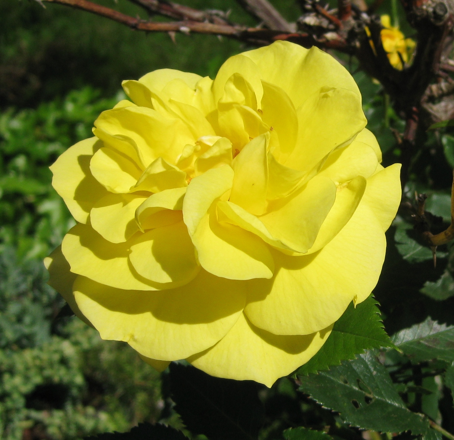 Approaching the Crest: Sunsprite