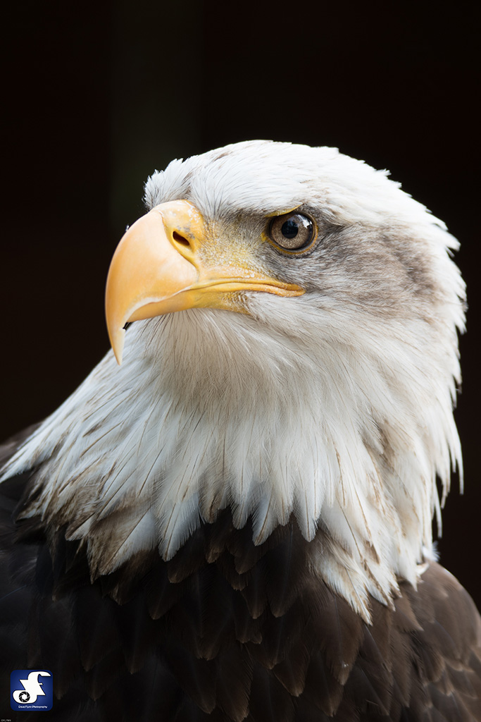 Birds of Prey at the Hawk Conservatory Trust, Hampshire