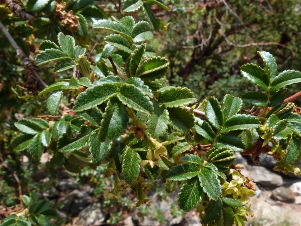 Árboles: Tabaquillo - Queñoa
