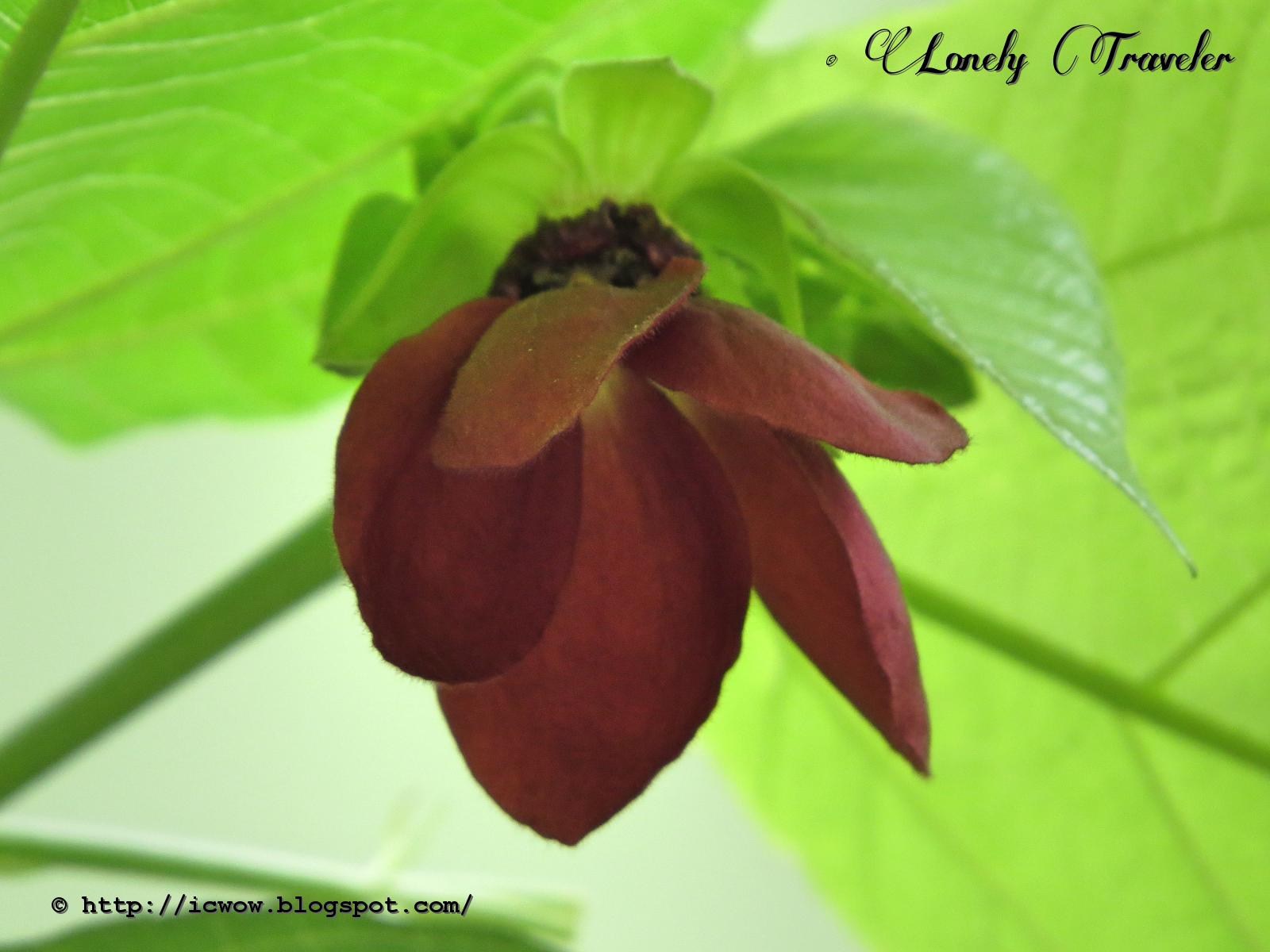 Ulot Kombol - Abroma augustum