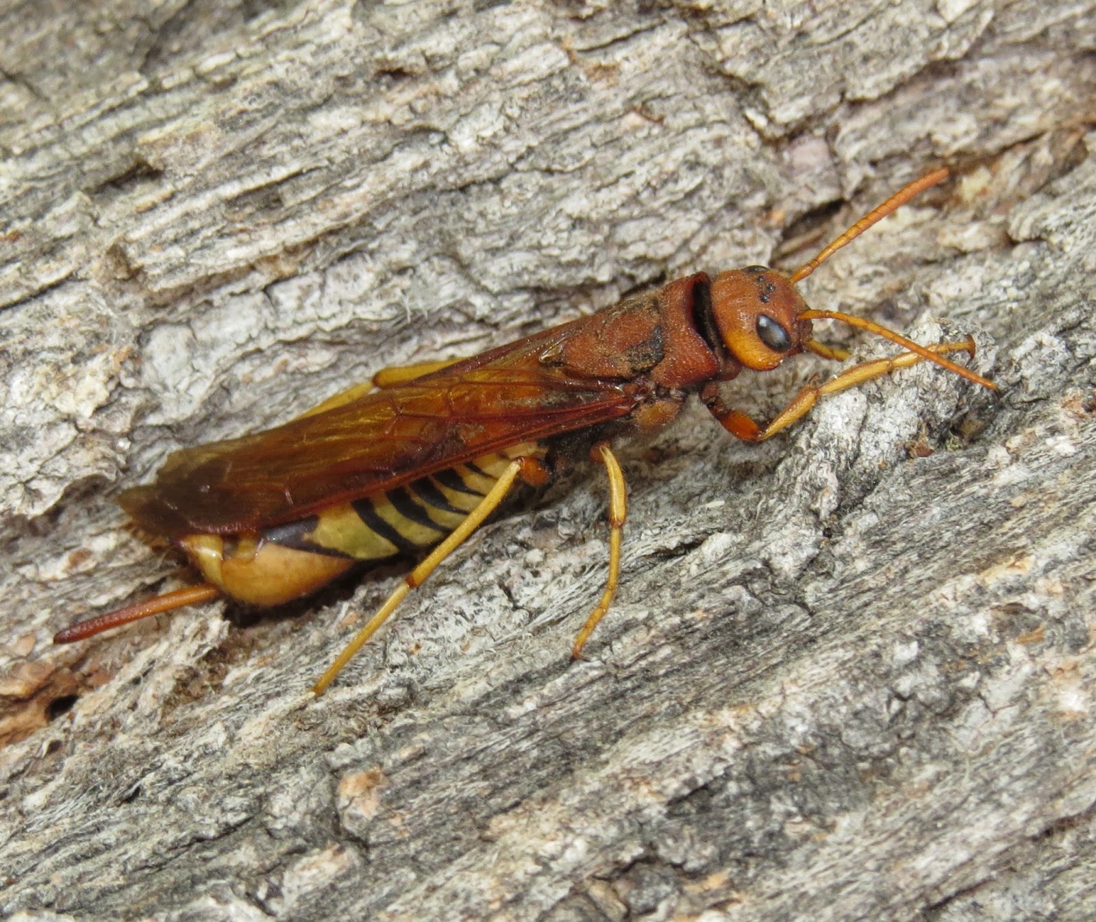 Bug Eric: Pigeon Horntail Wasp Ovipositing