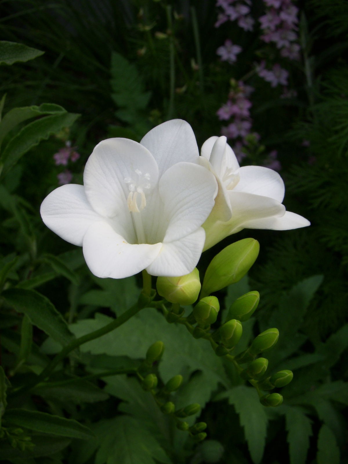 Freesia Pictures: spring freesias freesia montana x 10 bulbs $ 5 99 10 ...