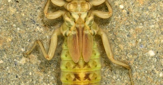 Libellules de France et dAilleurs - DRAGONFLY WORLD: The river clubtail ...
