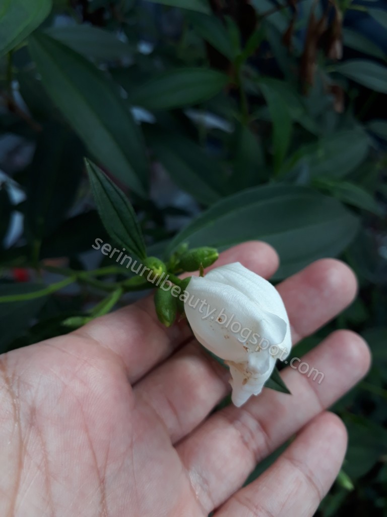 Healthy Nurul Beauty: The pretty look of my senduduk putih flowers ...