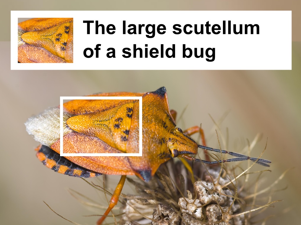 Real Monstrosities: Beetle Fly