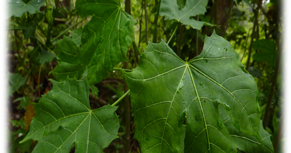 Chaya y salud: La chaya