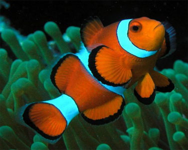 Top 5 starter marine fish: Top 5 starter marine fish