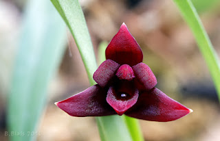 Maxillaria variabilis care and culture | Travaldo's blog