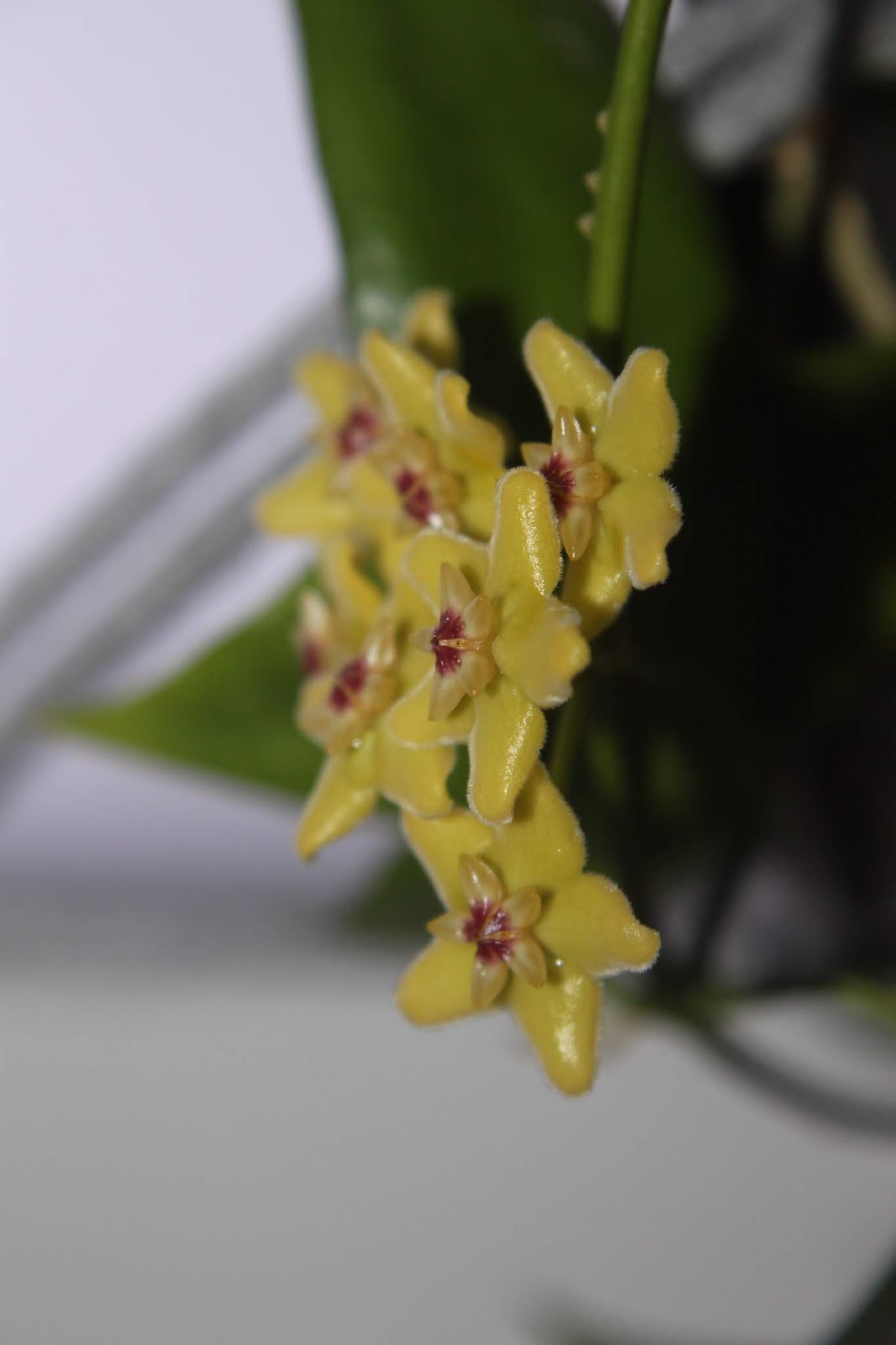 Hoyapassion: Hoya diptera Fiji i obiecanki Hoi kipandiensis