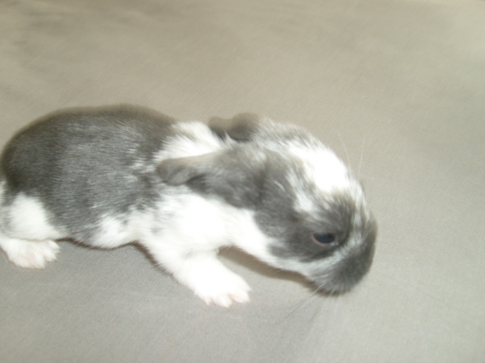 Laurilapinous: Le développement du lapereau