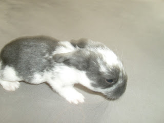 Laurilapinous: Le développement du lapereau