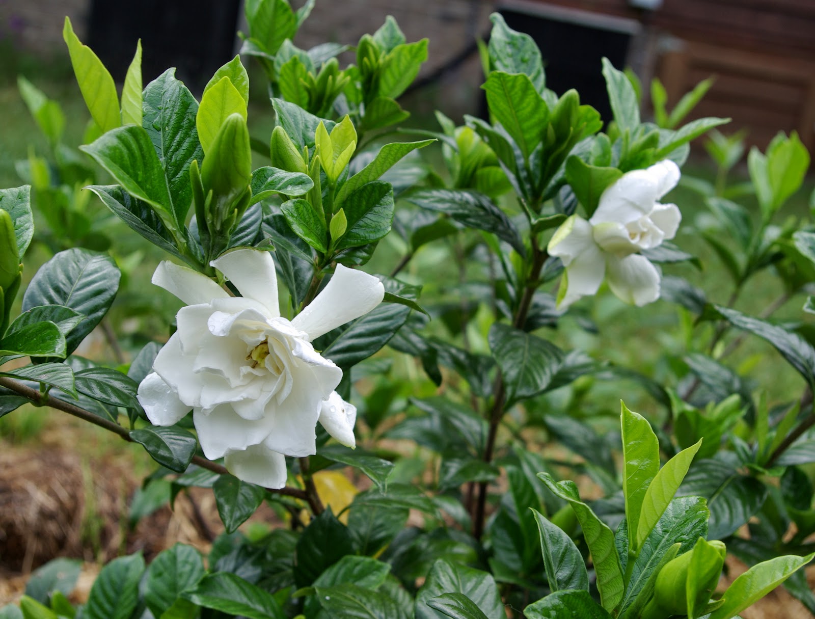 sweetbay: Garden Bloggers' Bloom Day June 2009