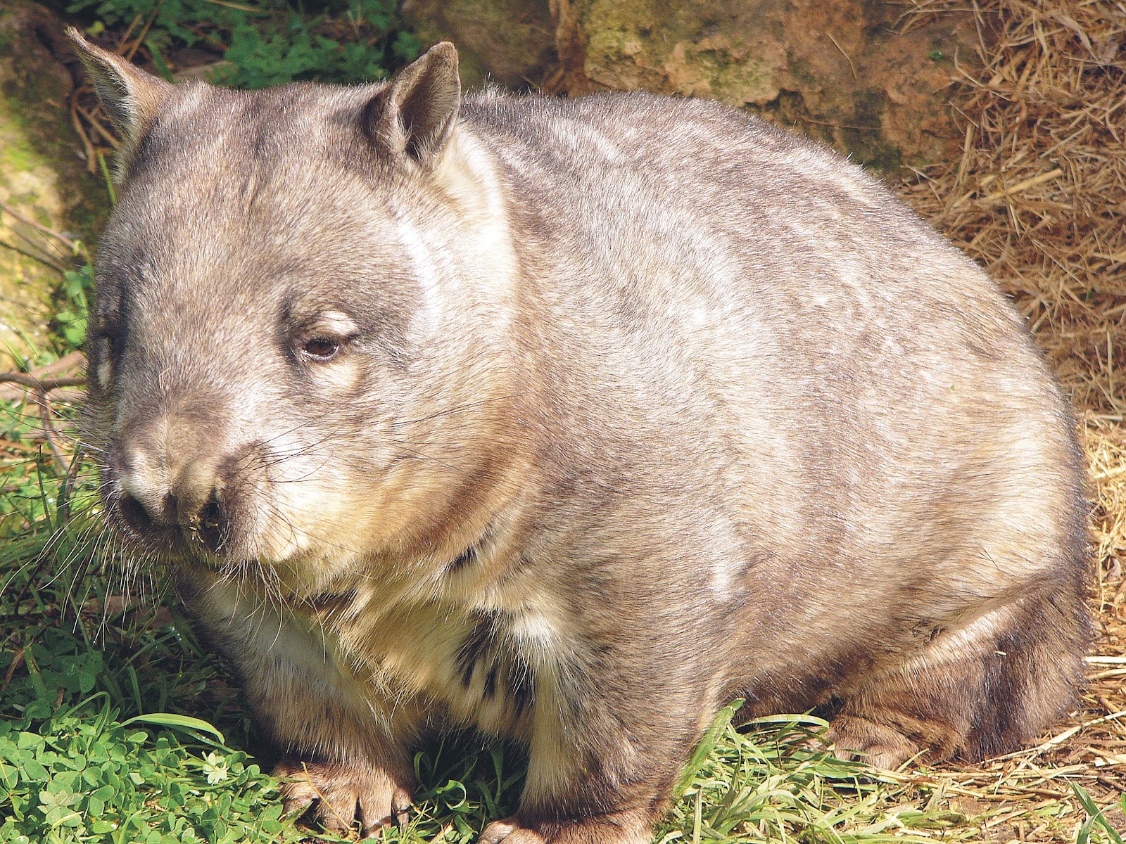 Wombat Wallpapers & Images | Animal Literature