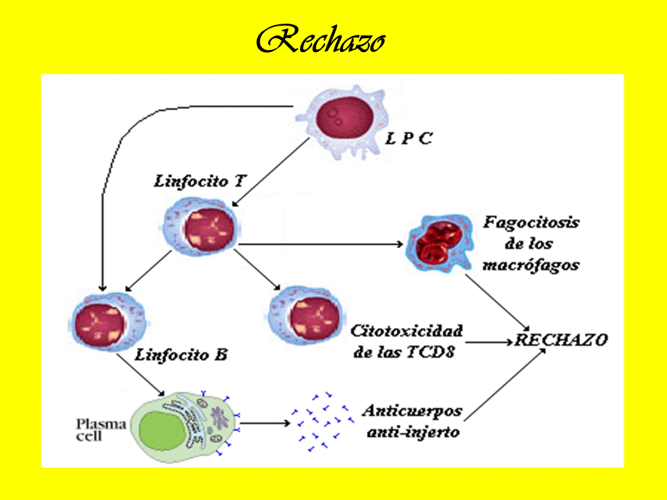 J710: INJERTO - RECHAZO