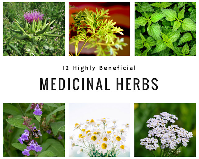 12 Highly Beneficial Medicinal Herbs
