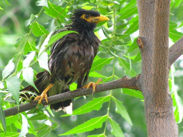 Devaang's Photography: BIRDS