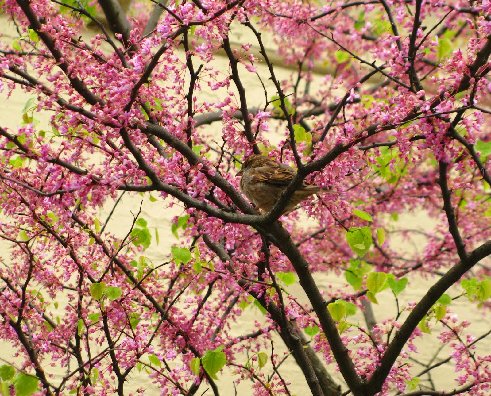 Palos Verdes Daily Photo: Spring in Yellow Springs, Ohio