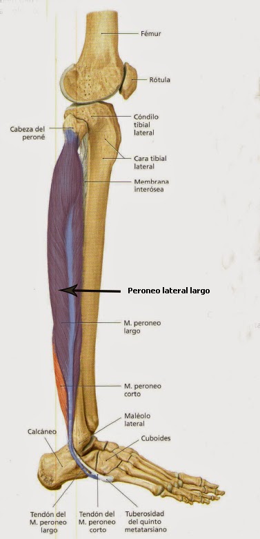 EAMY / VF Javier Rivera: EAMT Peroneo lateral largo. Pasivo Especial ...