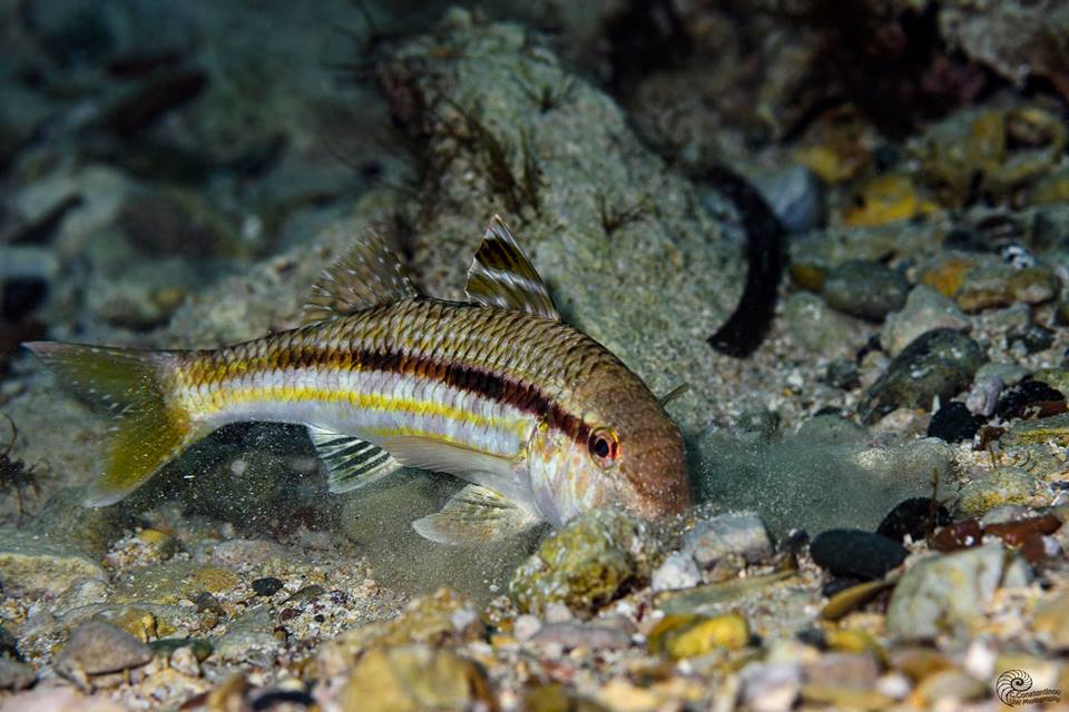 Biodiversity of Cyprus by NGO Protection of the Natural Heritage and ...