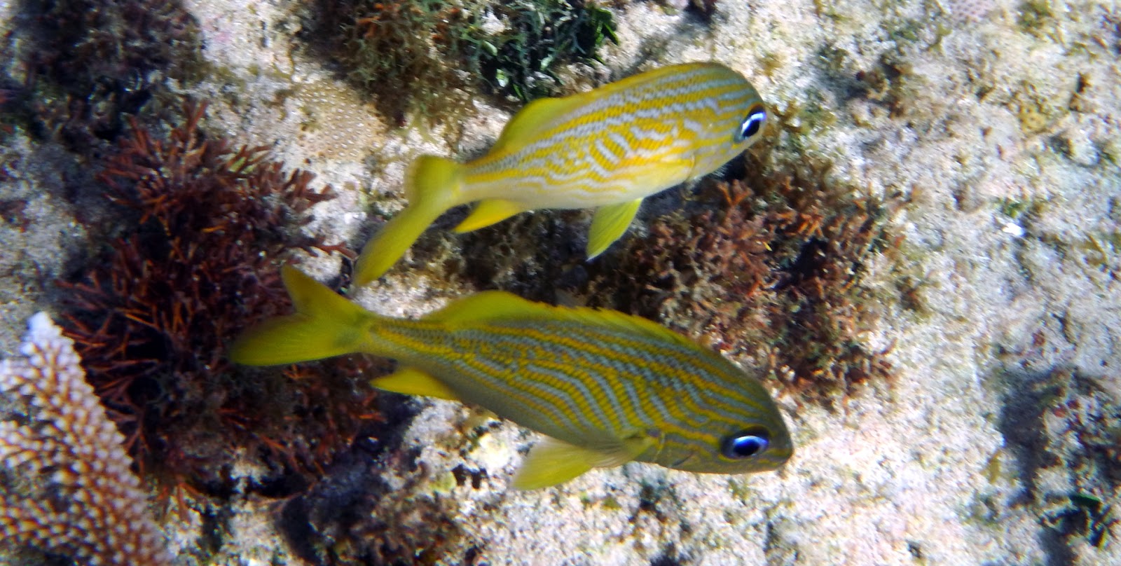 Elfshot: Tropical Fish Photos from Cuba