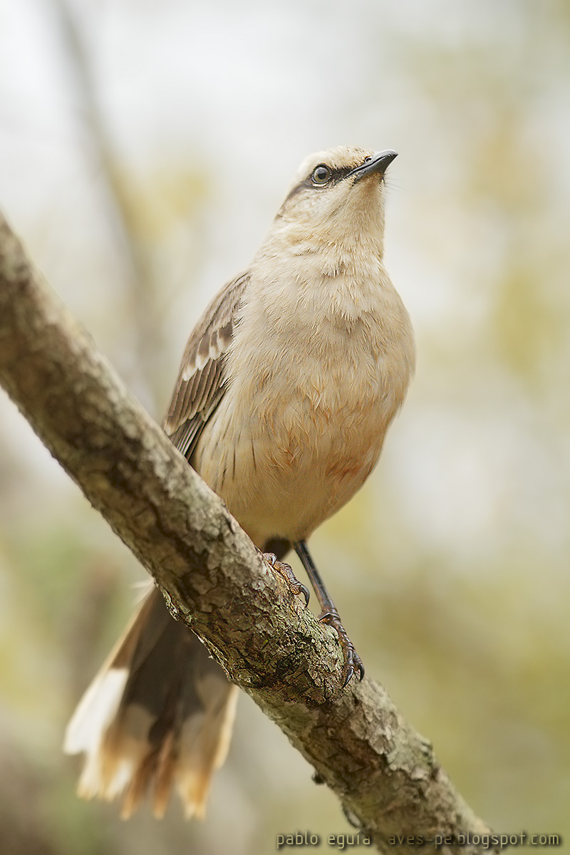 mis fotos de aves: Mimus saturninus Calandria Grande Chalk-browed ...