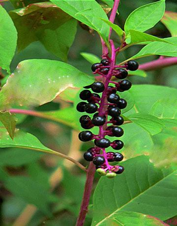Factsramblog: Health benefits of chokeberry