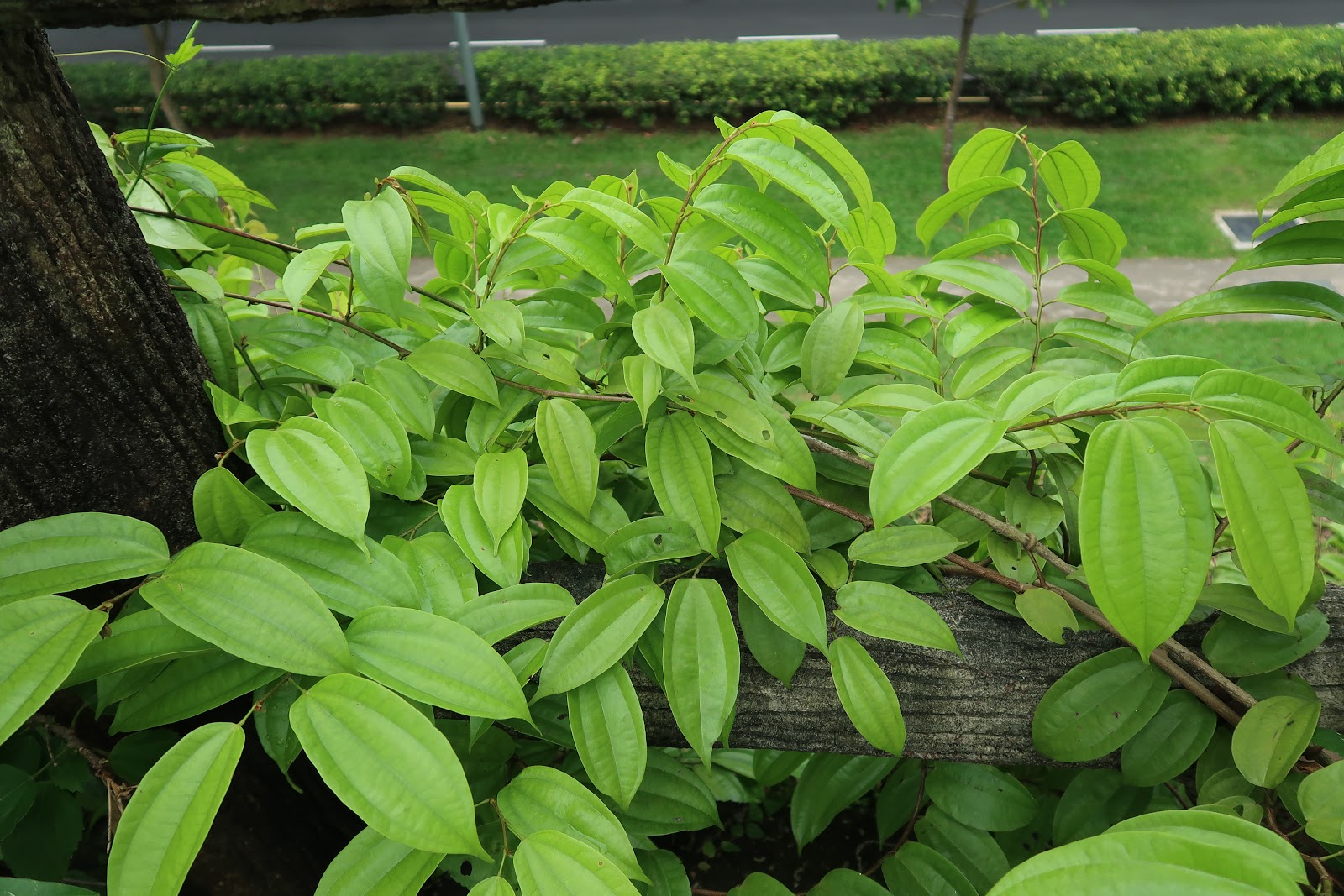 Pavilion's Secret Garden: Phanera Kockiana