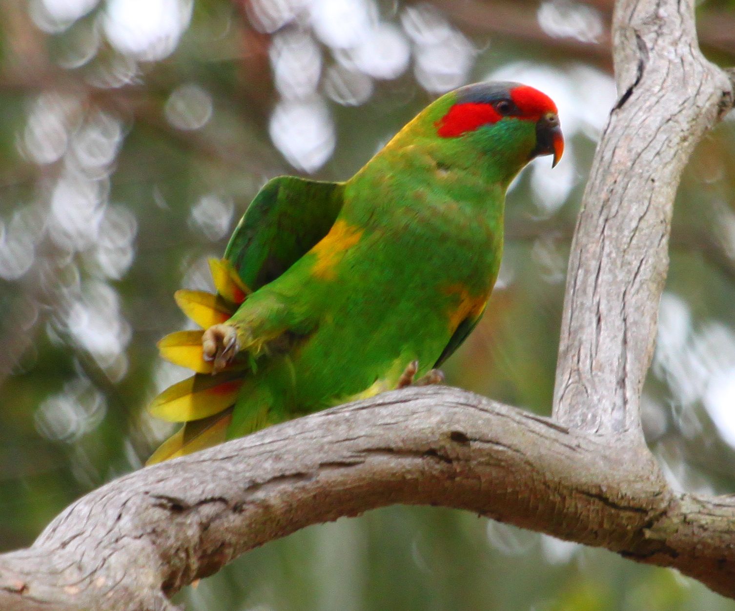 Richard Waring's Birds of Australia: Selection of Phillip Island bird ...