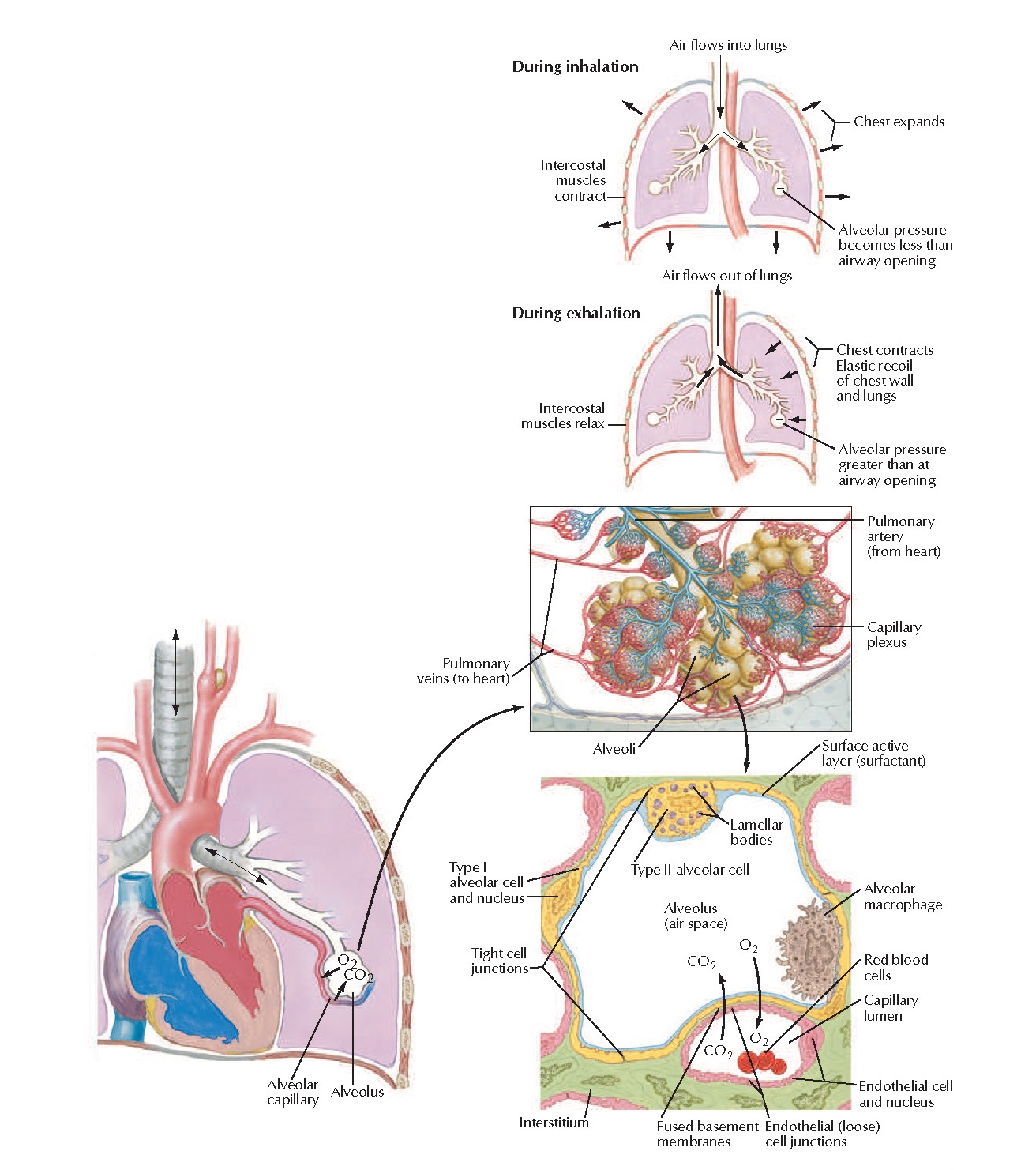 Gas Exchange Anatomy - pediagenosis