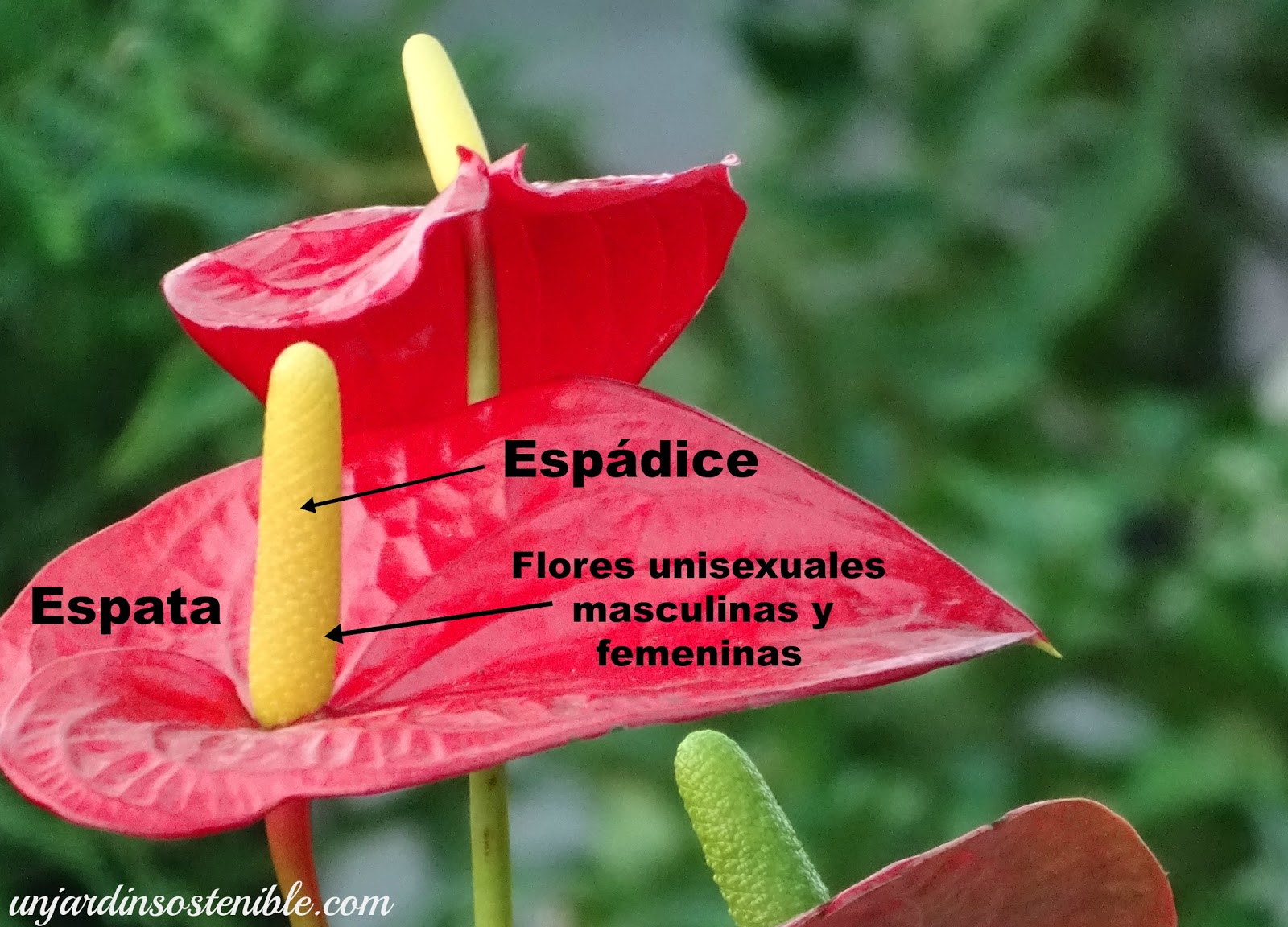 Anthurium (Anturio)