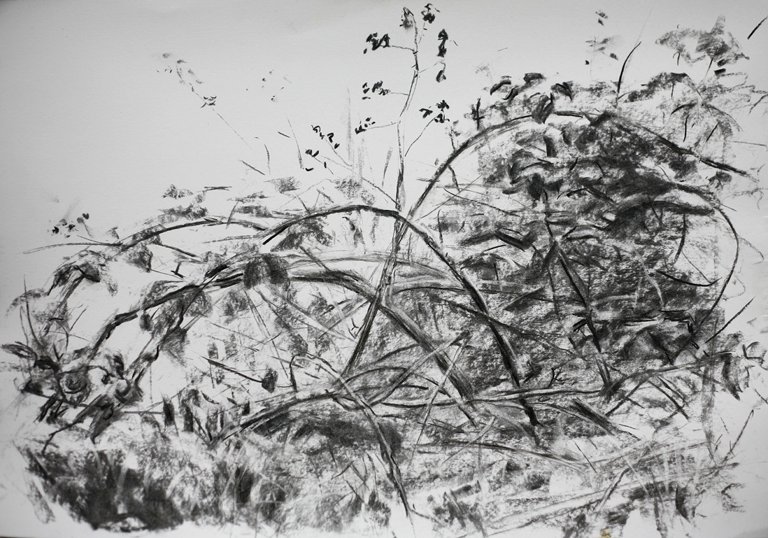 Giles Davies Art: More bramble research