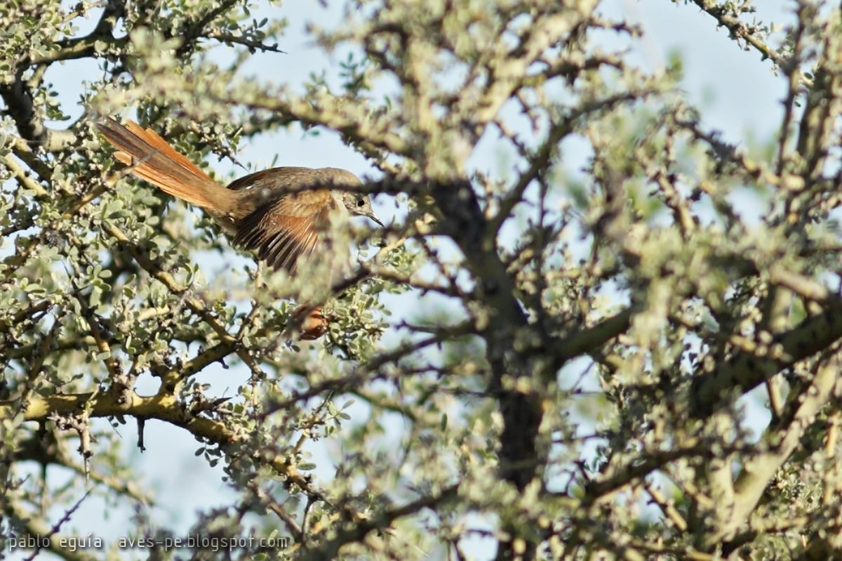 mis fotos de aves: Asthenes pyrrholeuca Canastero Coludo Sharp-billed ...