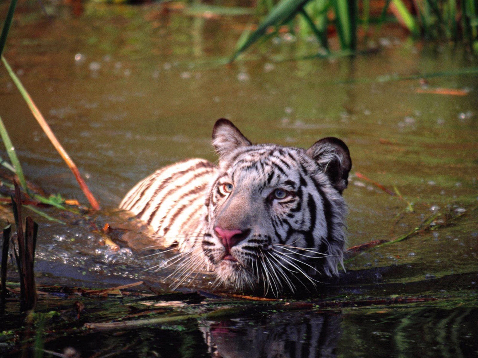 2013 Hayvan Resimleri HD |Hd Wallpapers