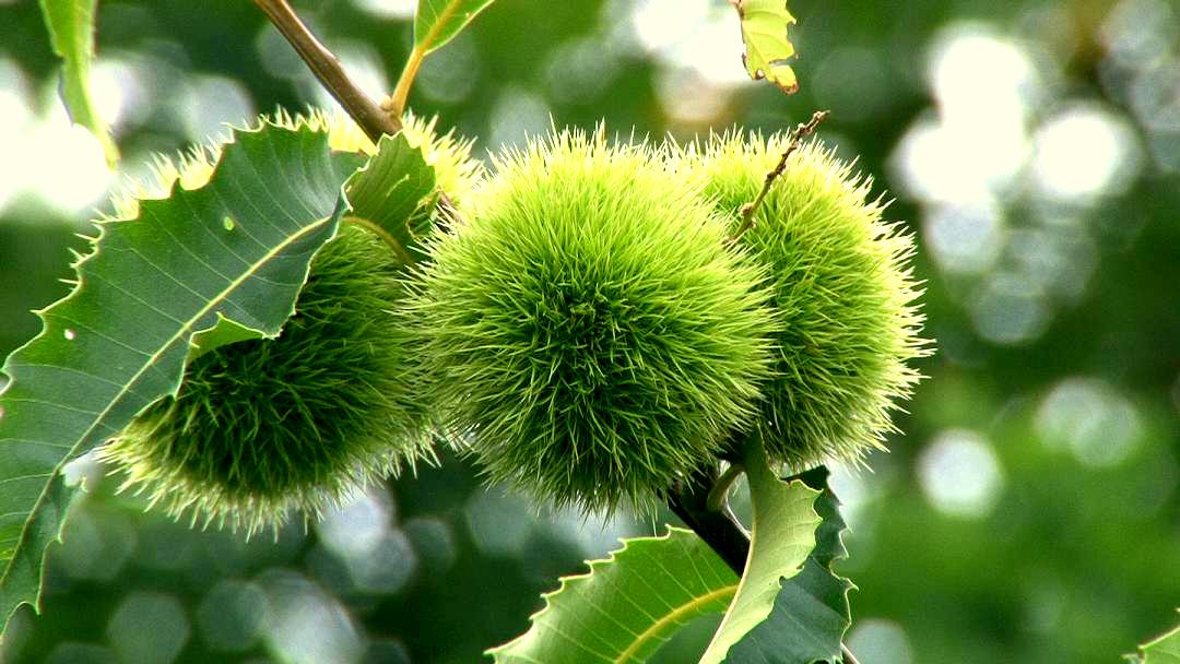 Tales From The Wilds: American Chestnut and 2 kinds of Skullcap –Mad ...