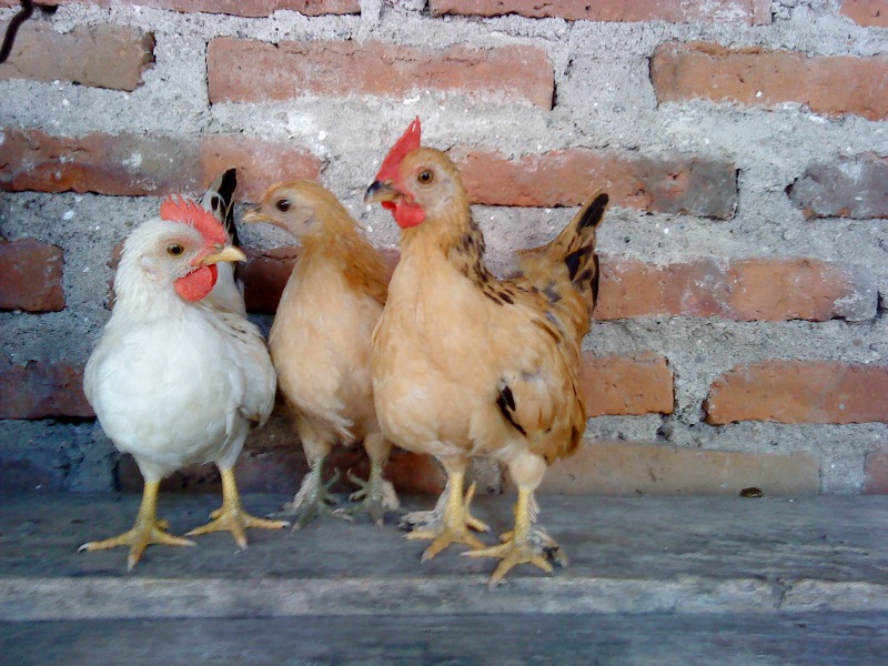 Peternak Ayam Kate Klaten: Peternak Ayam Kate Di Klaten