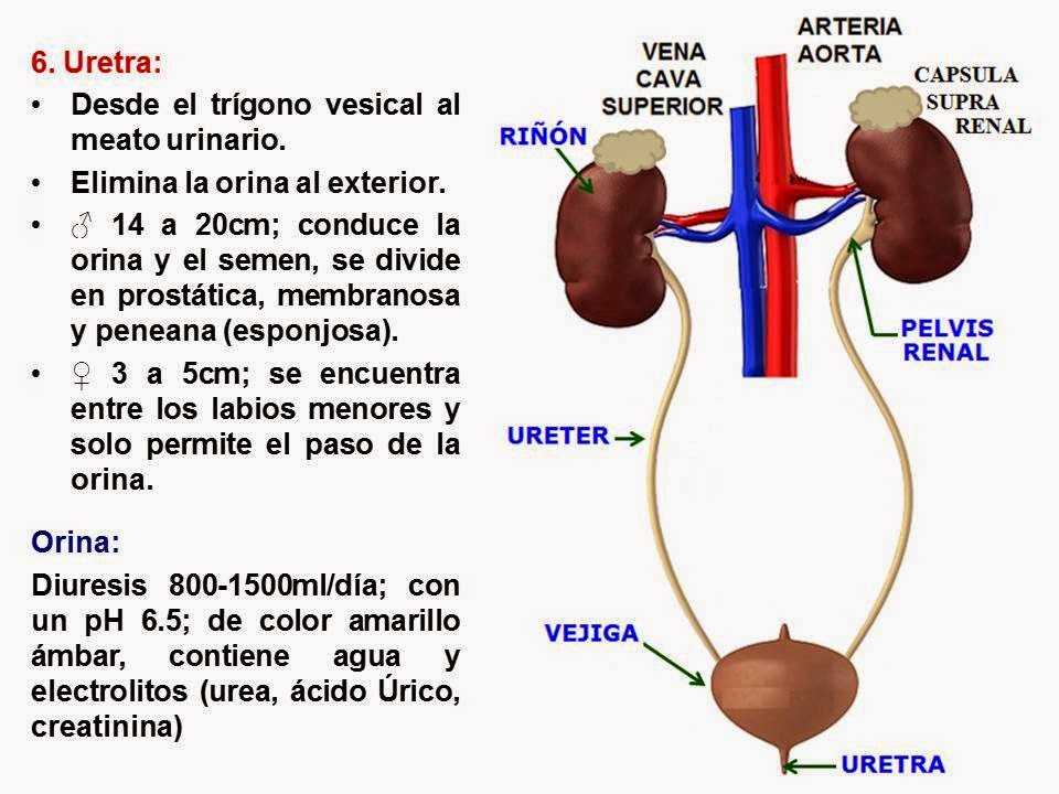 Biología didáctica: NSC 4° - Sistema Urinario