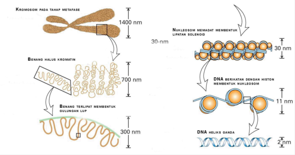 Pengemasan DNA | sharing is caring
