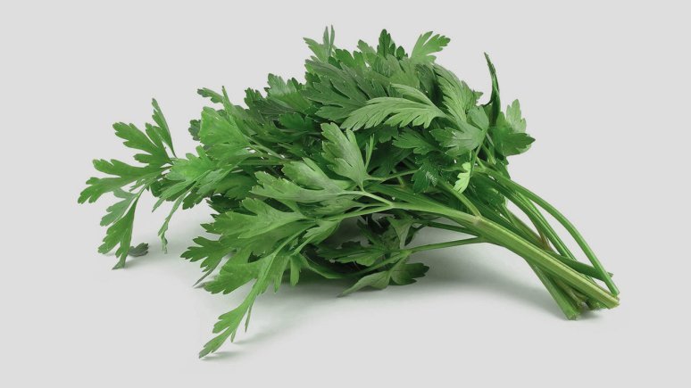 Tanaman Obat : Seledri