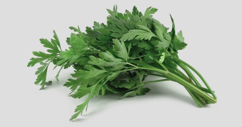 Tanaman Obat : Seledri