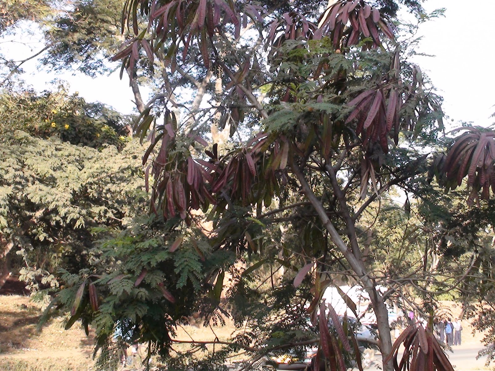 Banzi wa Moro: Mmea wa Lukina (Leucena)