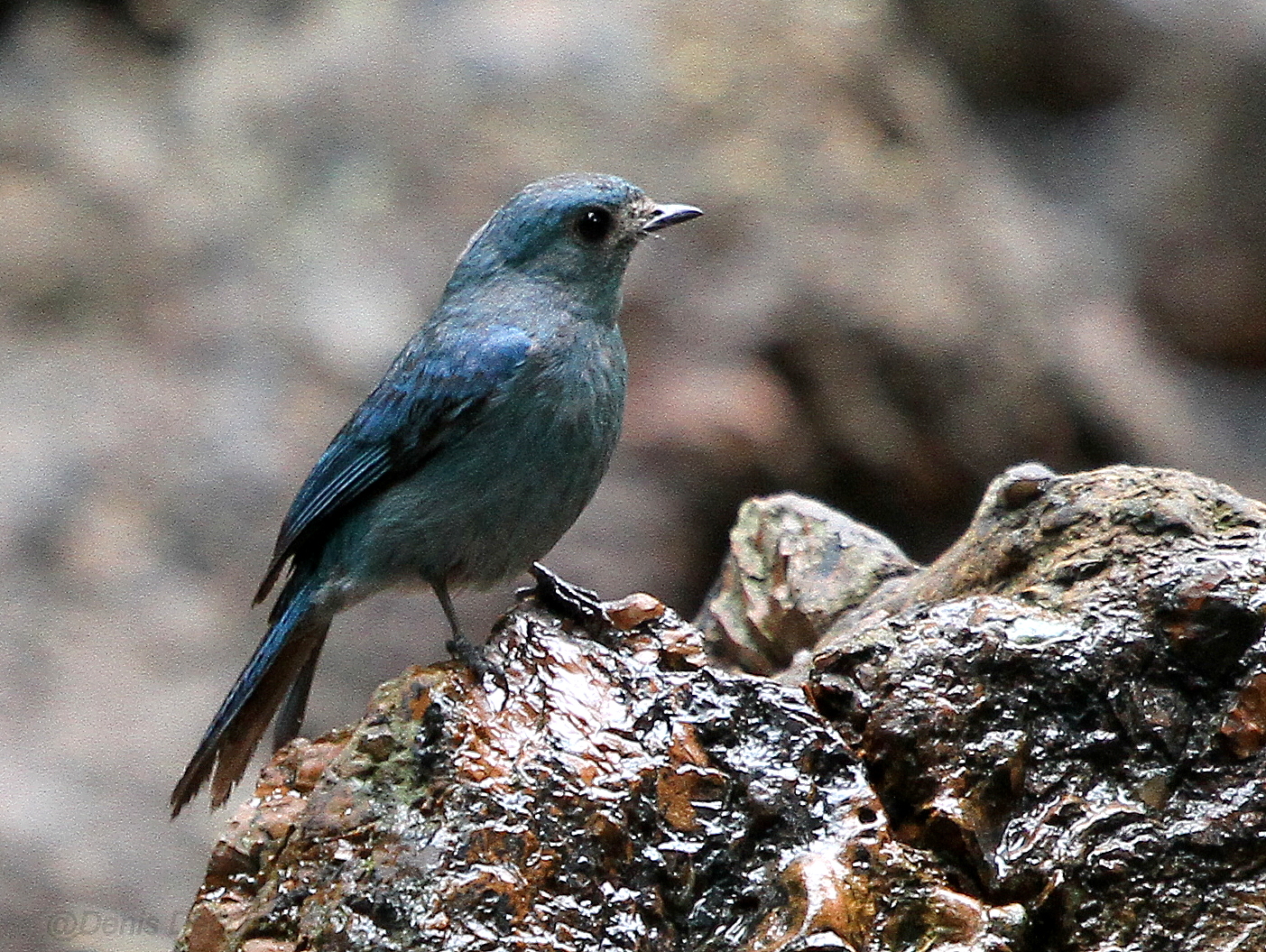 Denis Degullacion | Birding | Digiscoping | Photography |: Verditer